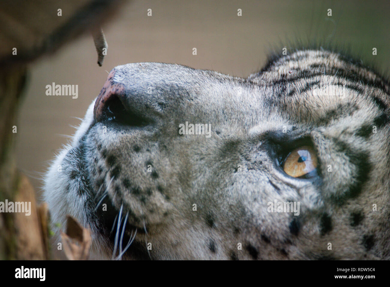 Linton zoo hi-res stock photography and images - Alamy