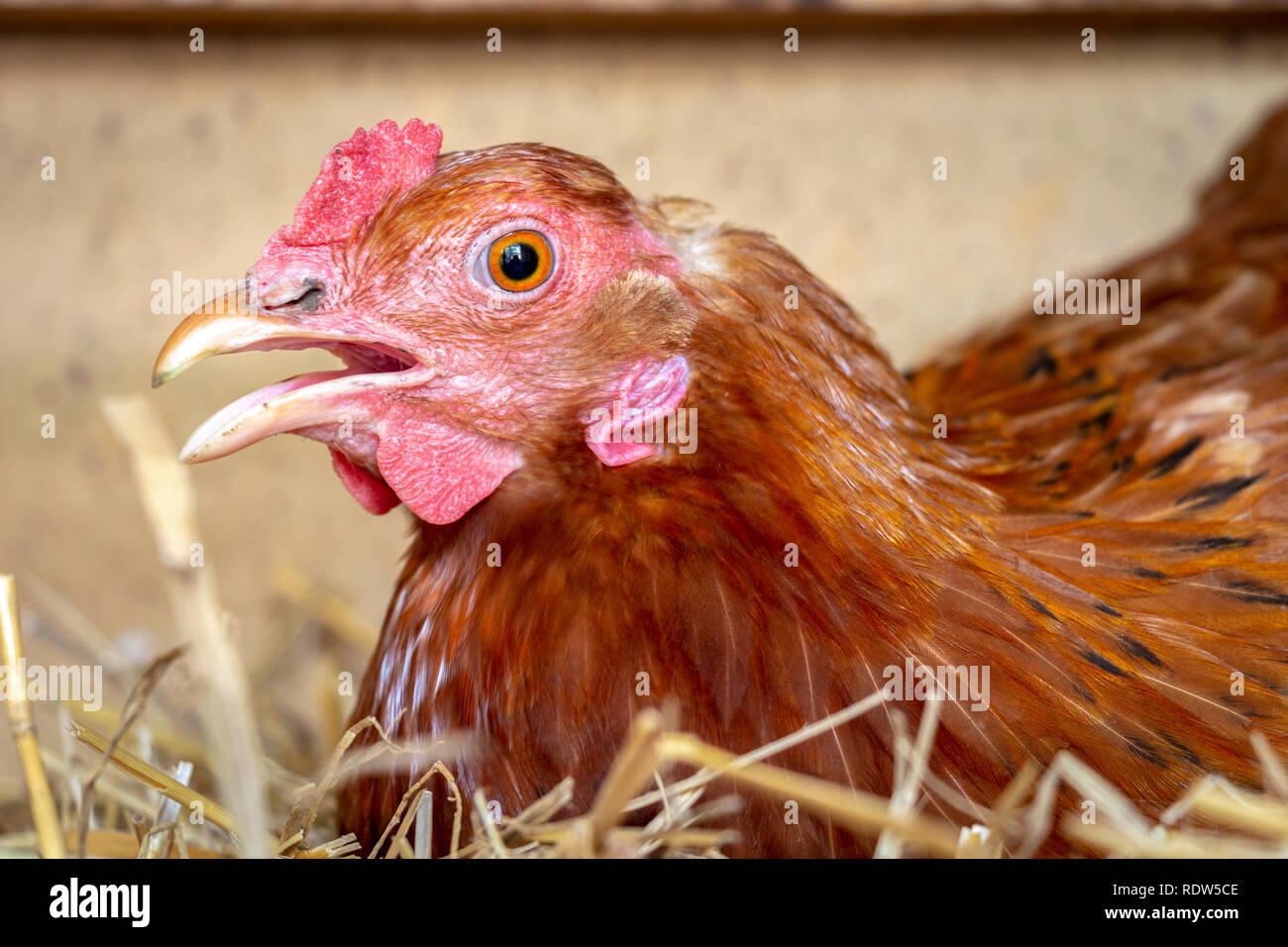 A brown chicken on the roost hatch eggs Stock Photo - Alamy