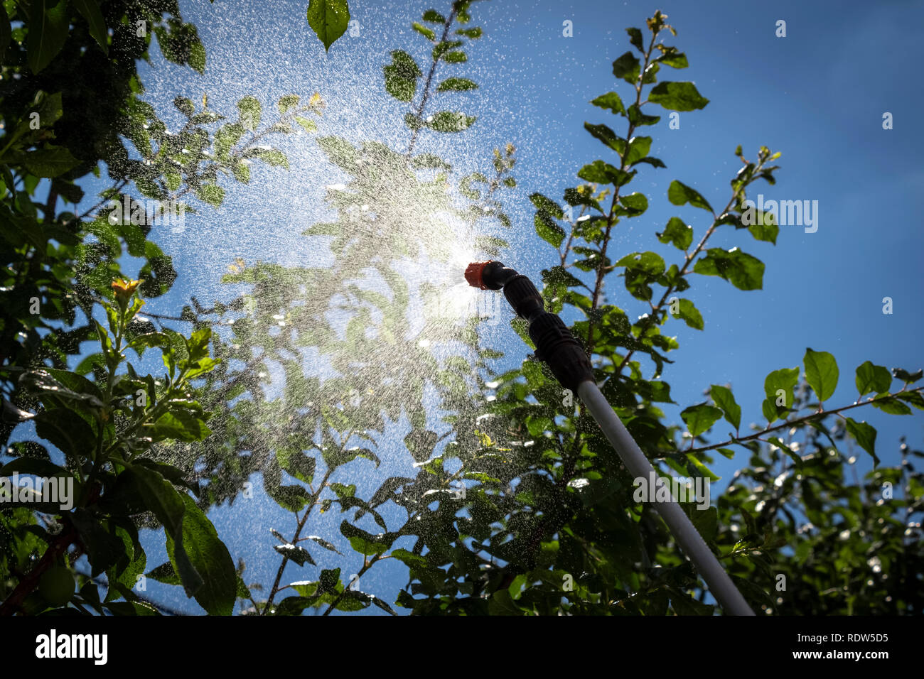 Chemical treatment of garden trees from insects Stock Photo - Alamy