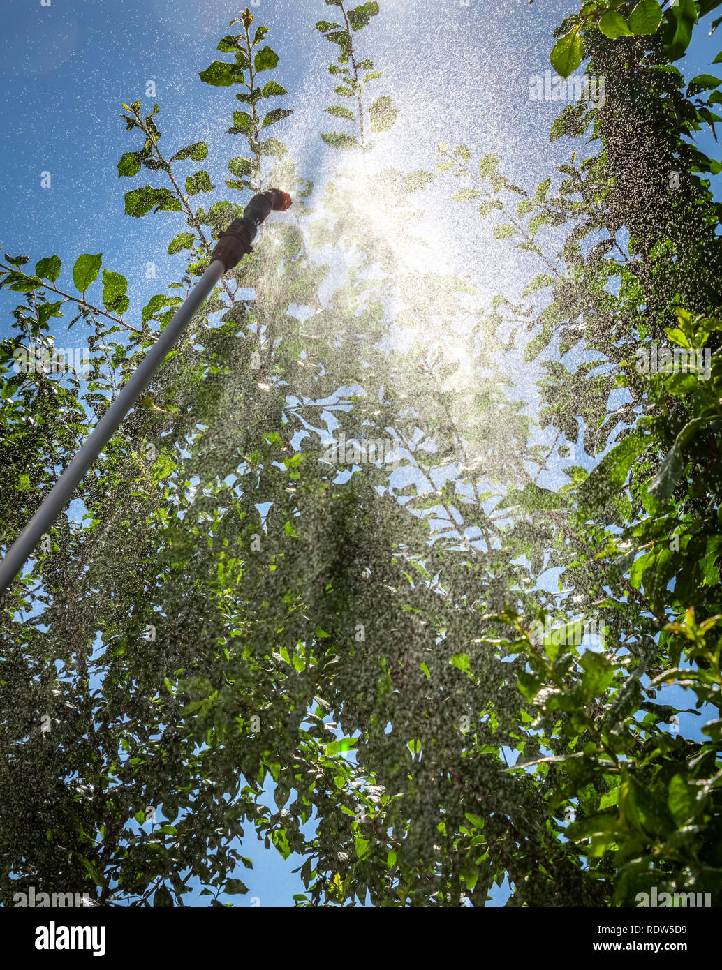 Chemical treatment of garden trees from insects Stock Photo - Alamy