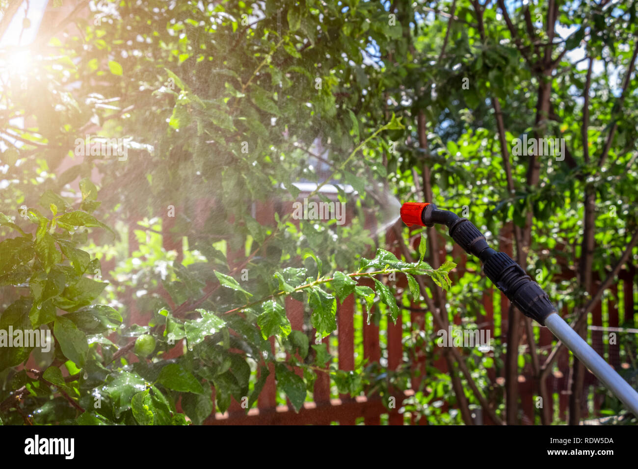 Chemical treatment of garden trees from insects Stock Photo - Alamy