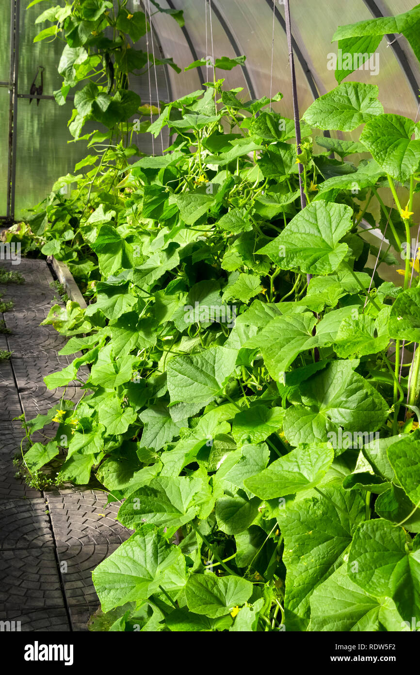 Cucumbers grow in a home greenhouse Stock Photo - Alamy