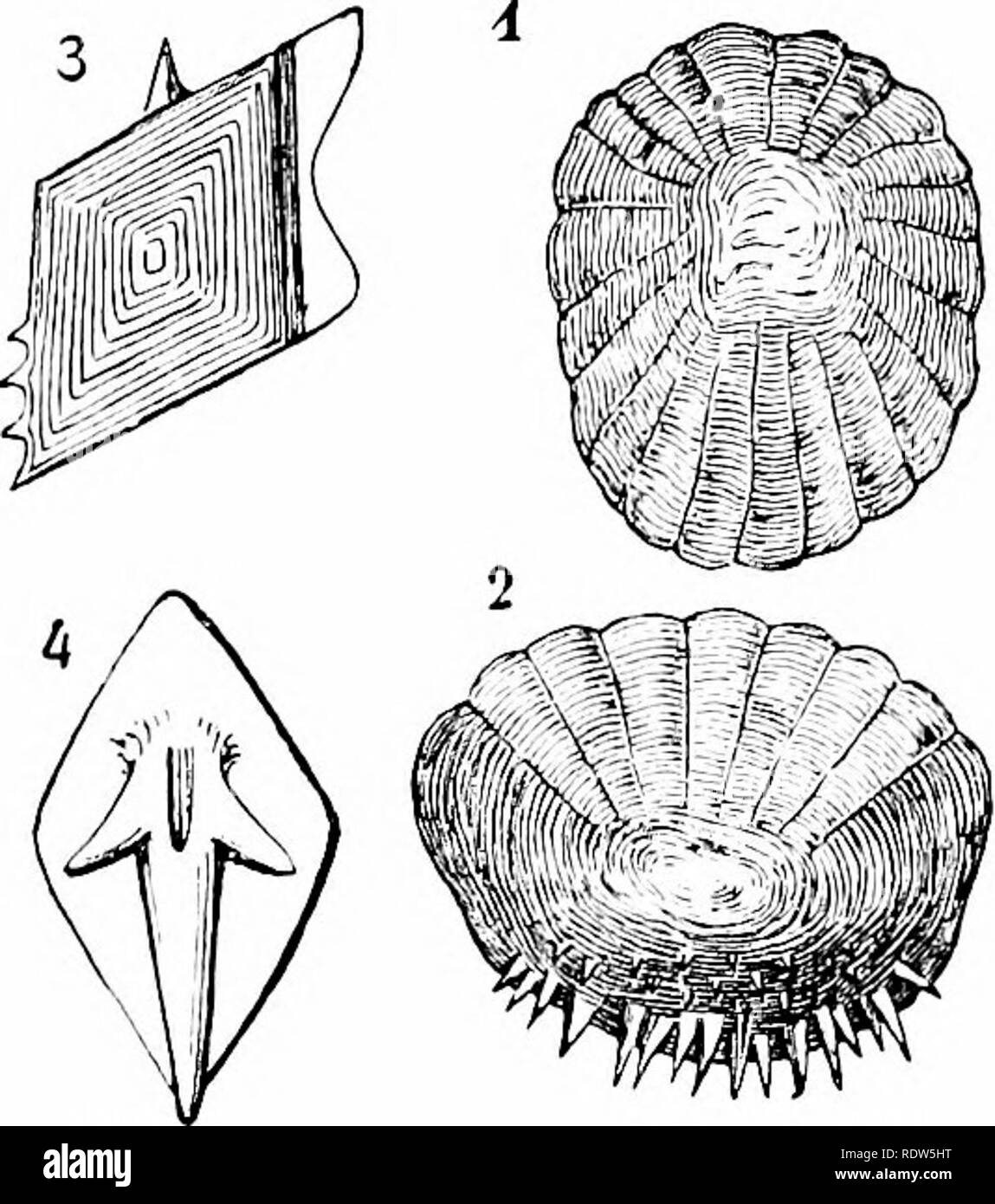 . A manual of zoology. Zoology. 55S CHORD AT A. the ' pearl organs ...