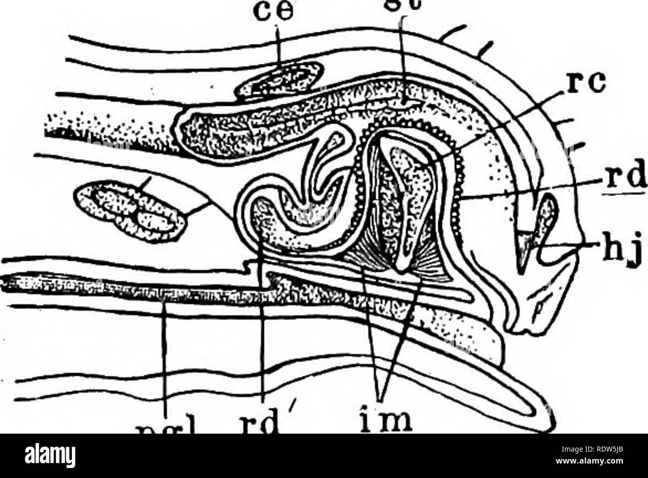 Invertebrate adaptation Cut Out Stock Images & Pictures - Alamy
