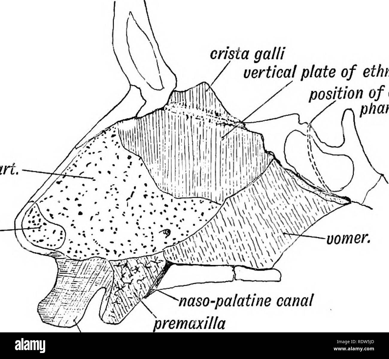 . Human embryology and morphology. Embryology, Human; Morphology ...