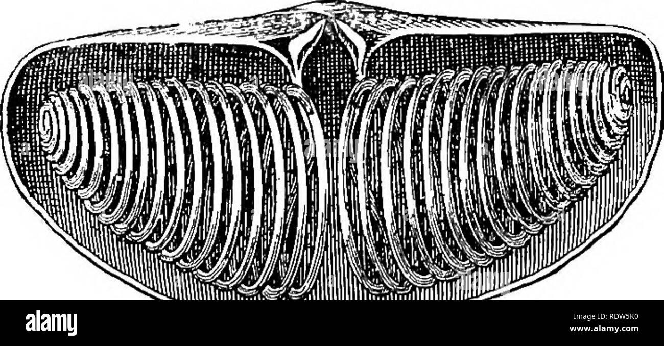 . A text-book of invertebrate morphology. Invertebrates. TYPE ...