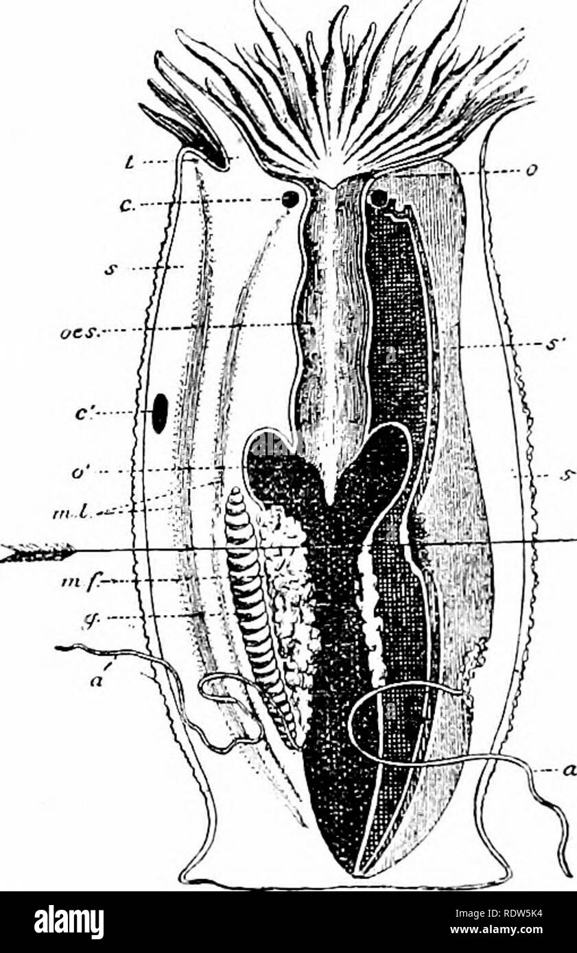 Andr Black and White Stock Photos & Images - Alamy