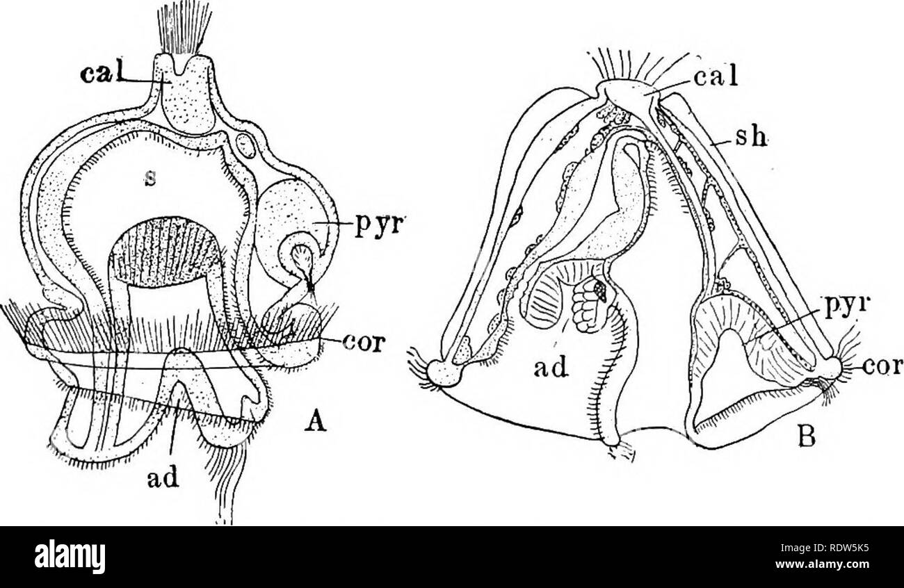 Invertebrate adaptation Cut Out Stock Images & Pictures - Alamy