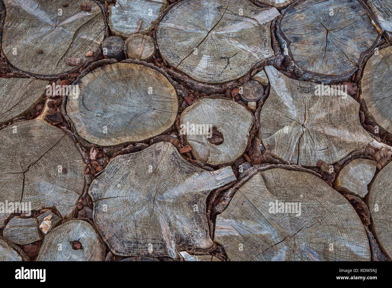 Big wood slices hi-res stock photography and images - Alamy