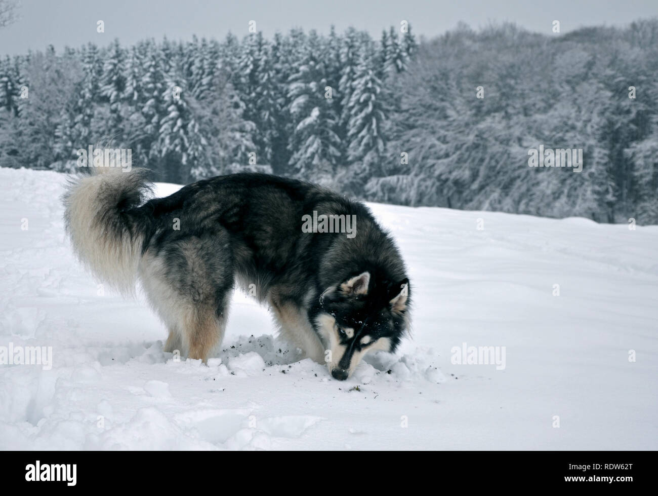 Husky dog digging hi-res stock photography and images - Alamy