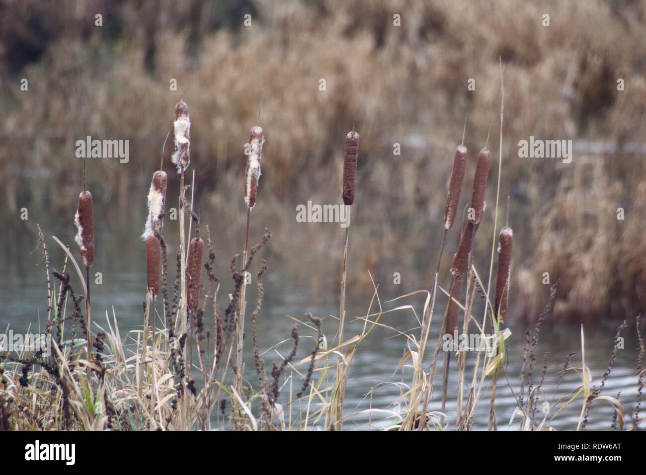 Bulrush Cattails (Typha latifolia), Aquatic Reeds in a Flood Channel ...