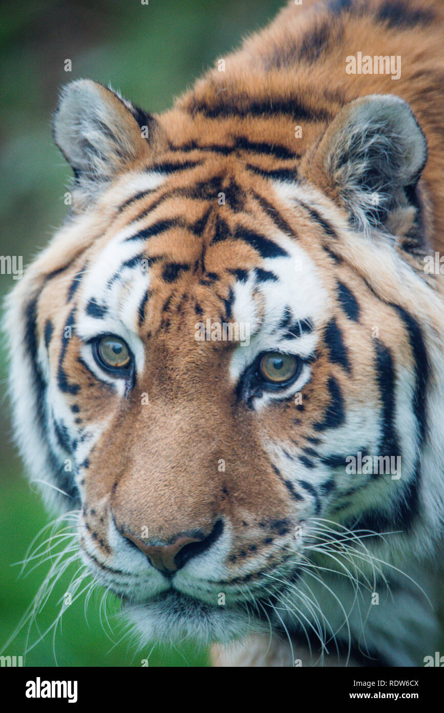 Linton cambridgeshire hi-res stock photography and images - Alamy