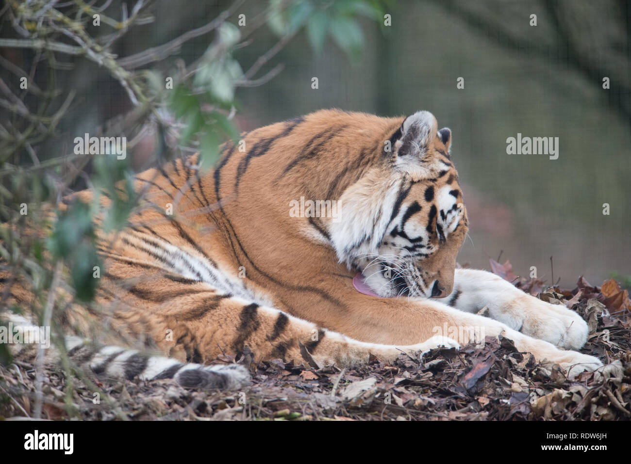 Linton zoo hi-res stock photography and images - Alamy