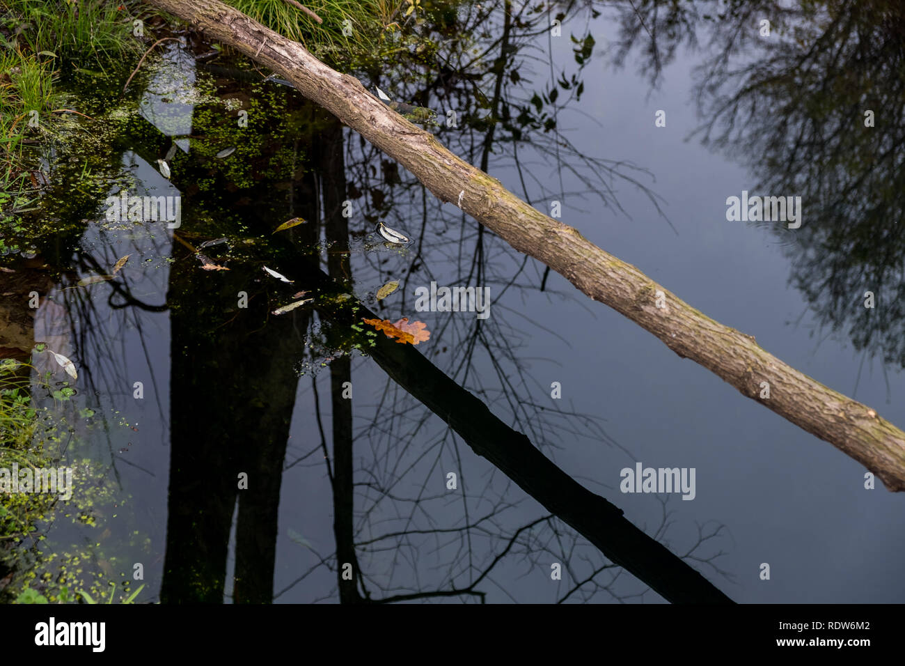 Small pond in a forest and a fallen tree trunk over it Stock Photo - Alamy