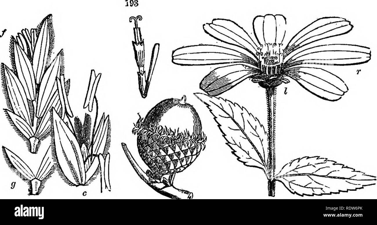 . Class-book of botany : being outlines of the structure, physiology ...