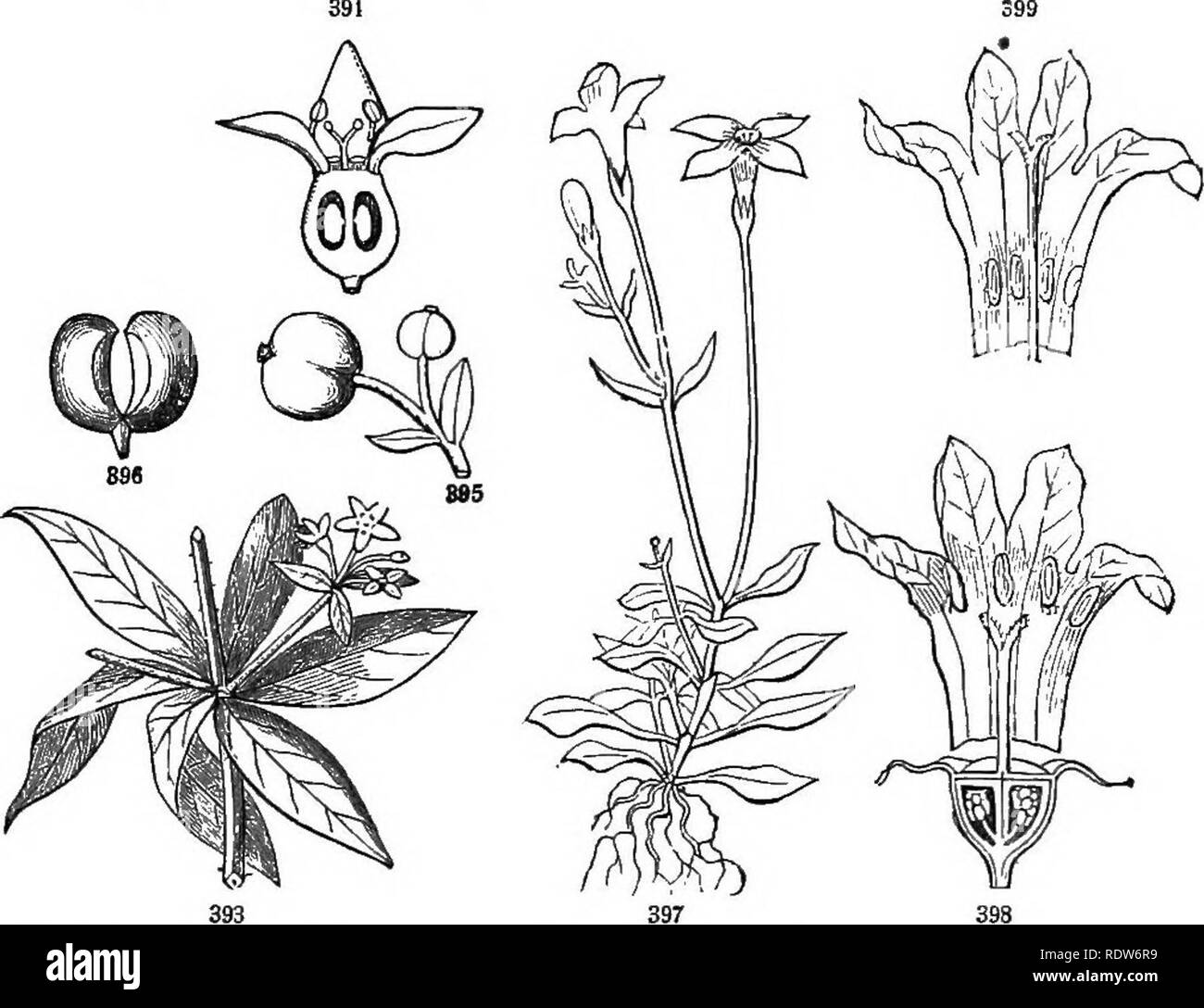 Toothed oval pointed leaves hi-res stock photography and images - Alamy