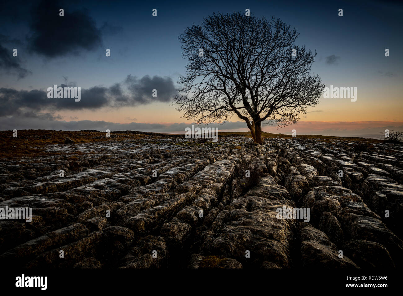 Lone tree on limestone pavements, Yorkshire, England, UK, GB, Europe ...