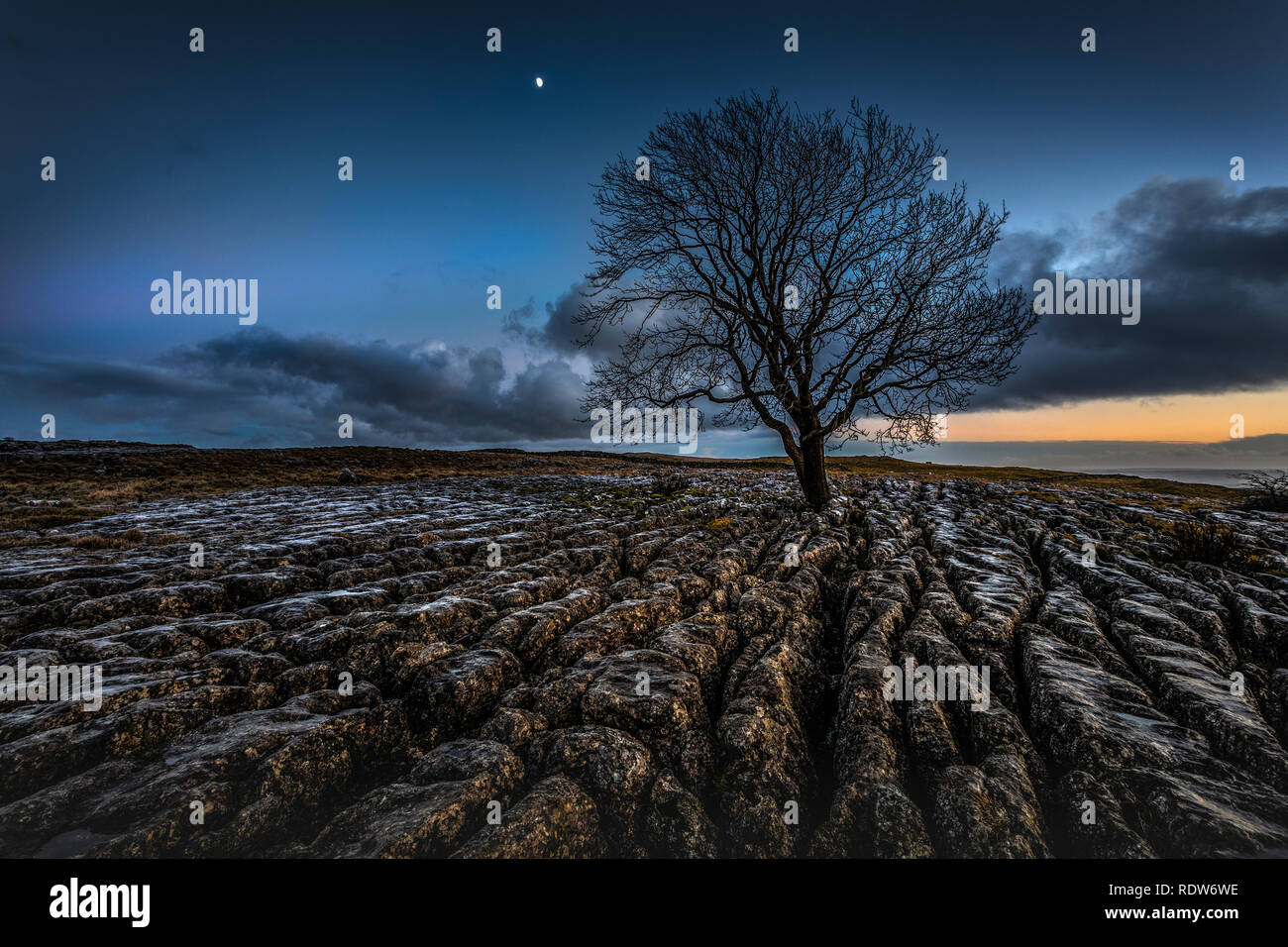 Lone tree on limestone pavements, Yorkshire, England, UK, GB, Europe ...