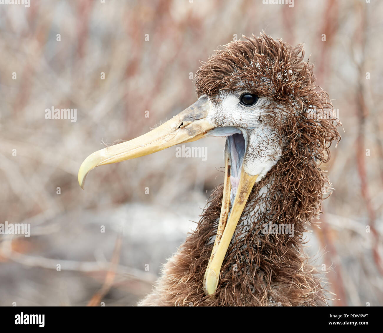 Wavy Albatross Chick with Beak Open in Galapagos Stock Photo - Alamy