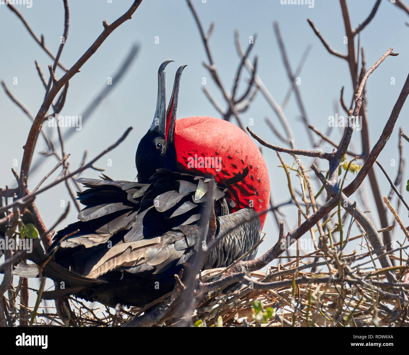 Magnificent Frigatebird Showing Red Gular Pouch During Breeding Season ...