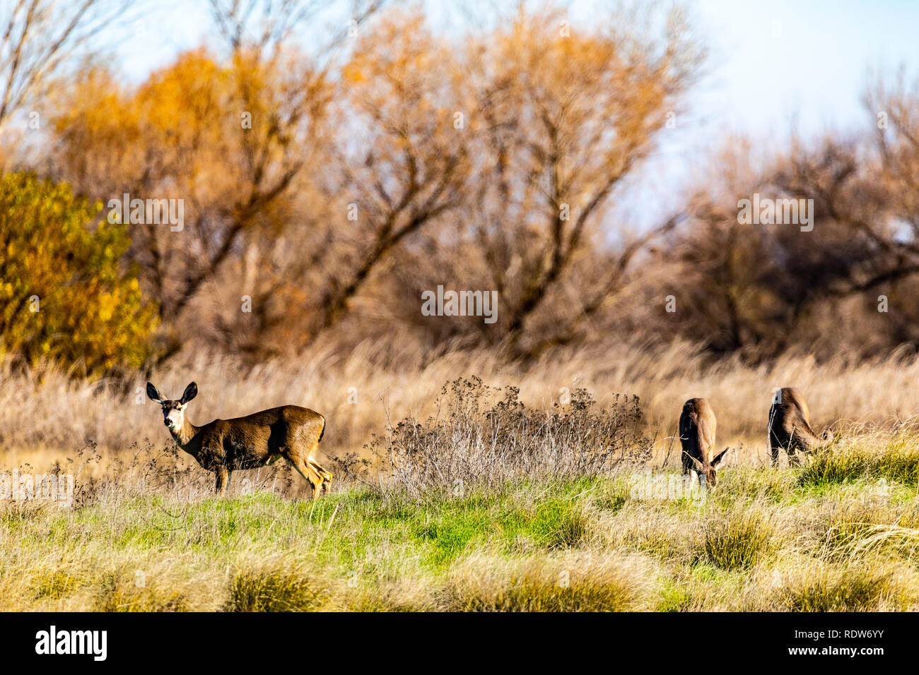 Black tailed (O hemionus) deer at the Merced National Wildlife Refuge ...