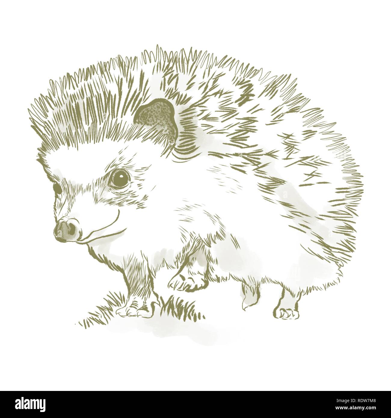 Cute Hedgehog Drawing