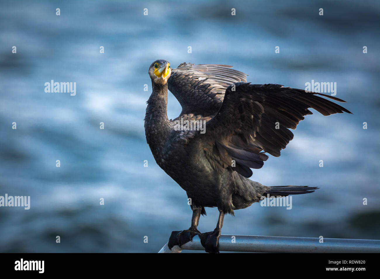 A cormorant lifting its wings at the sea. Cormorants dive from the ...