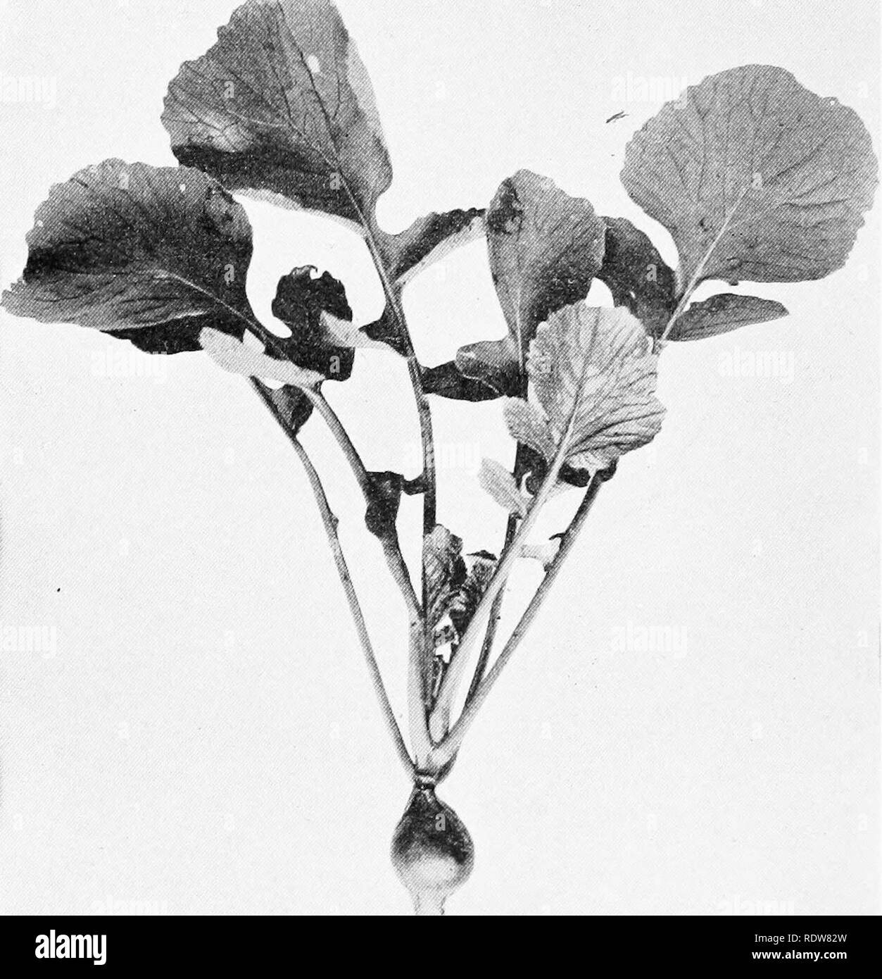 Two types of scales hi-res stock photography and images - Alamy