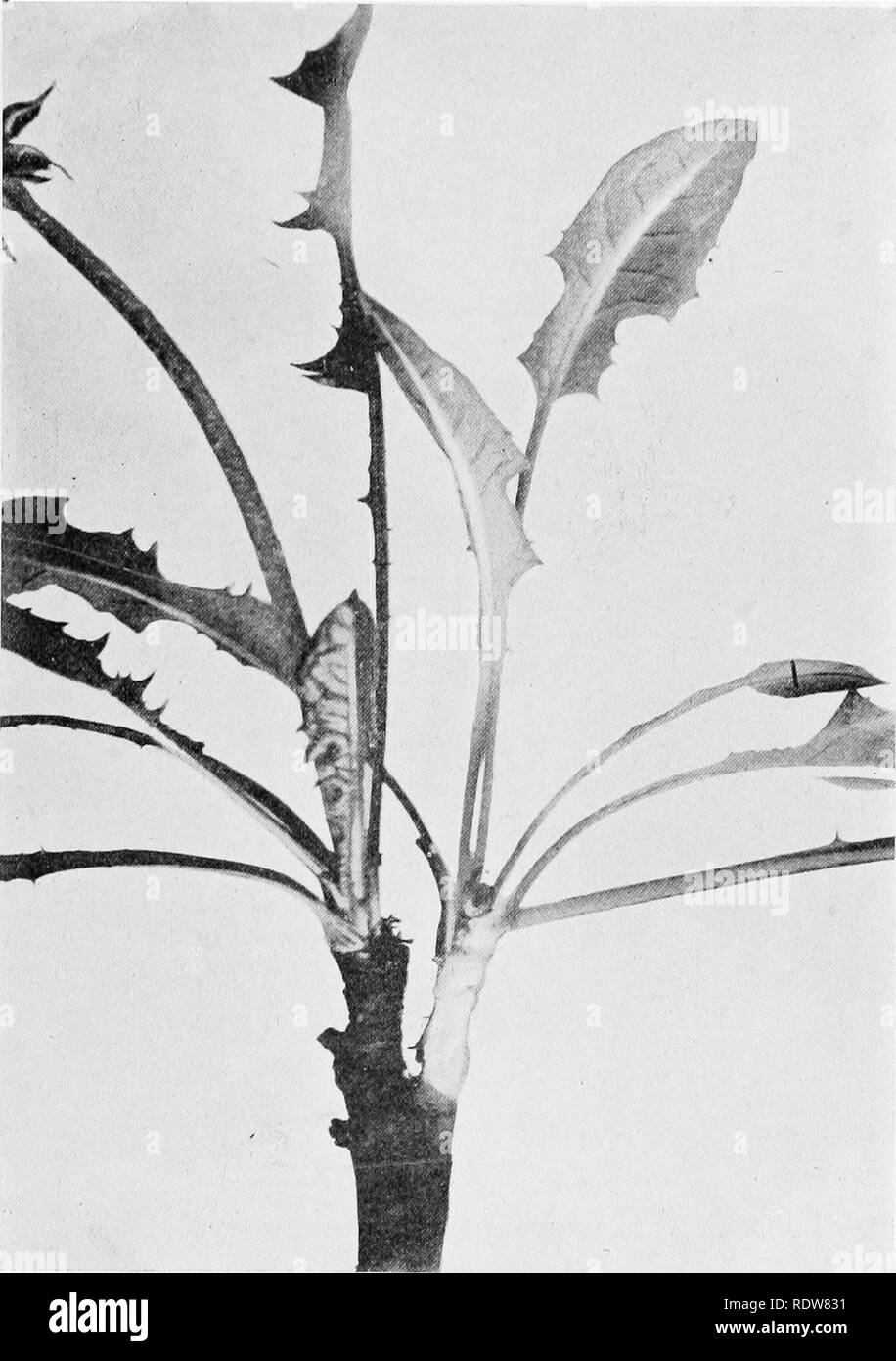 Type 35 b Black and White Stock Photos & Images - Alamy