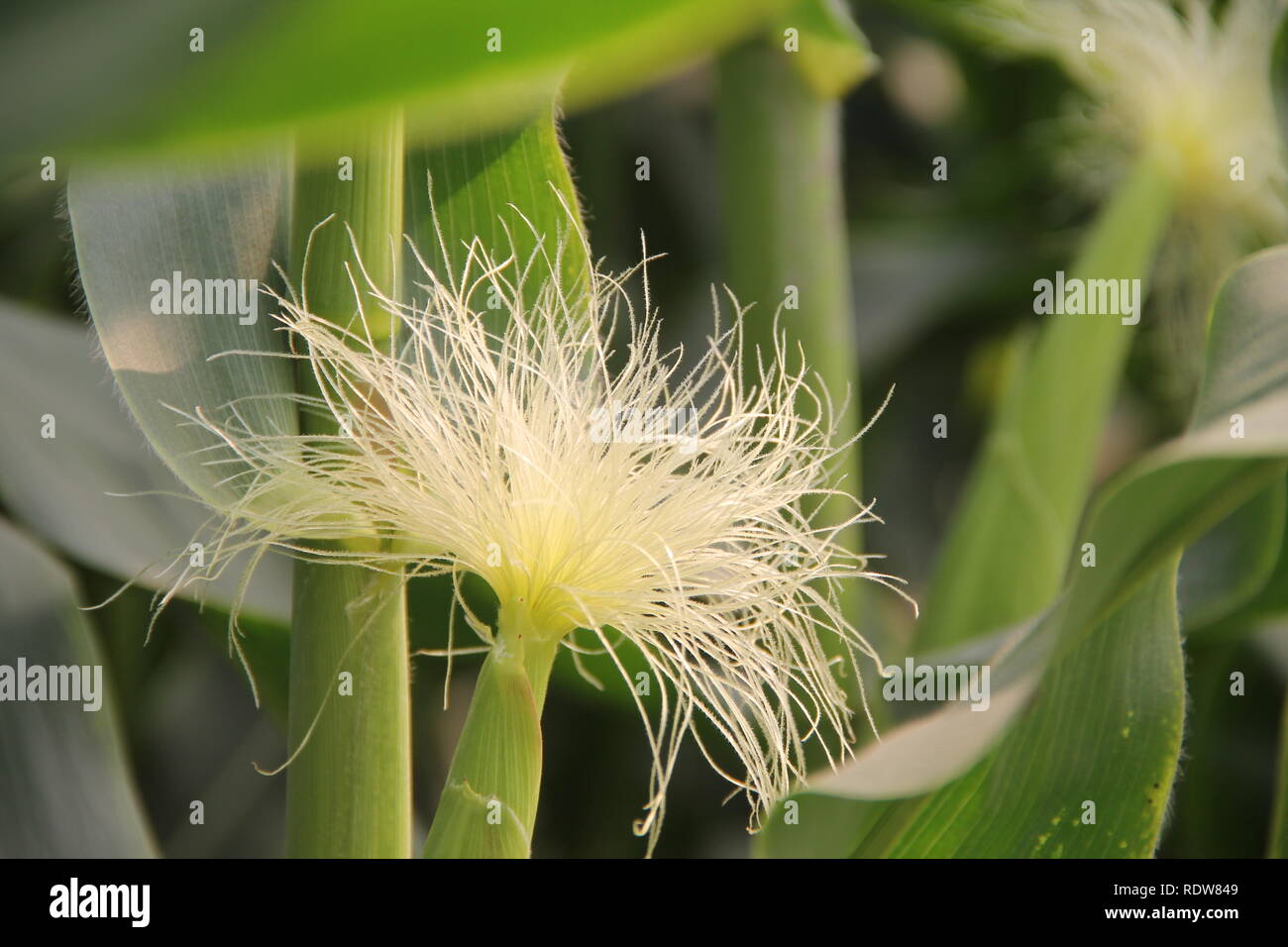 Corn Flower, ভুট্টা ফুল Stock Photo - Alamy