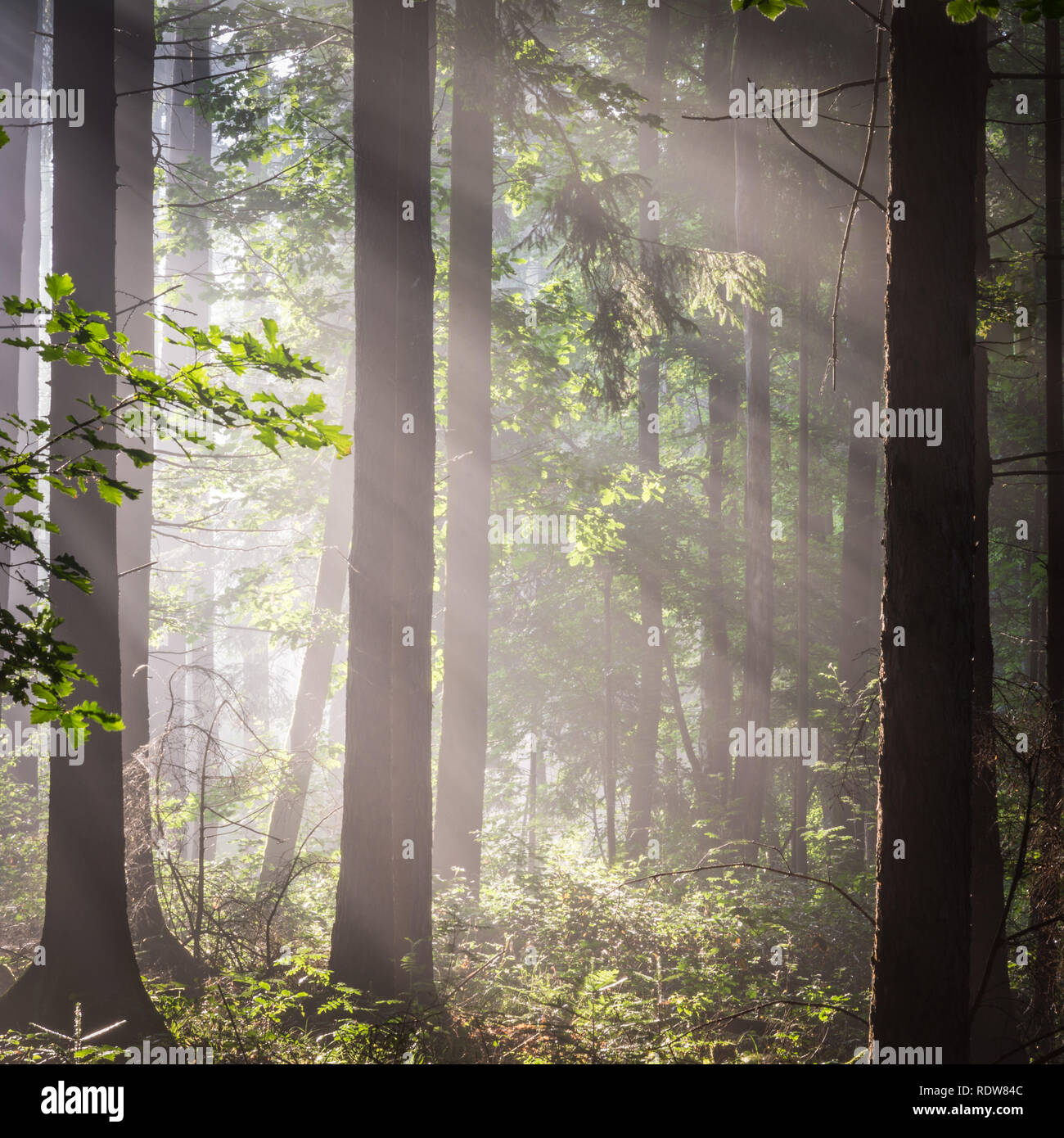 God Rays in a spring Woodland Stock Photo - Alamy