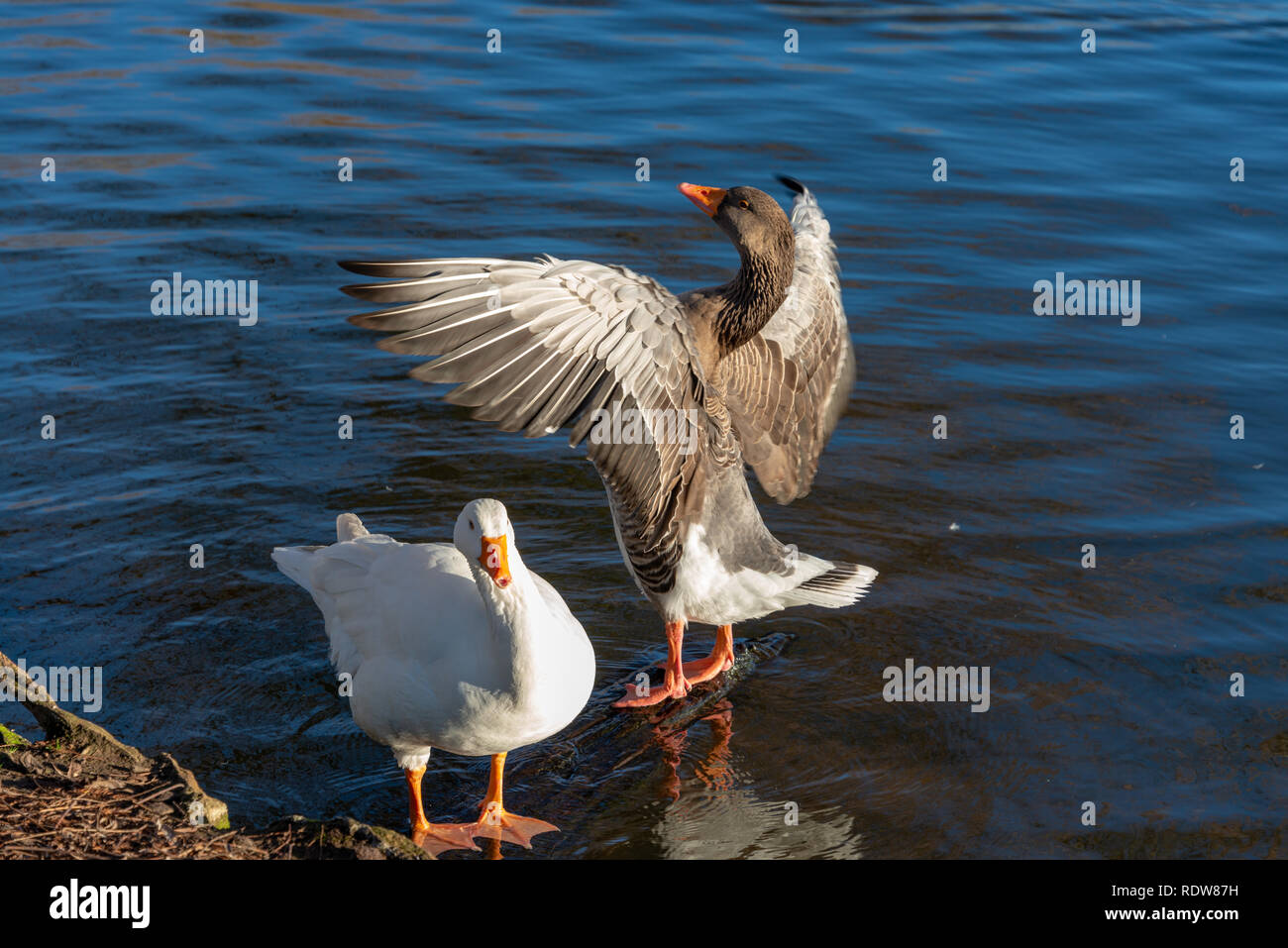 close up of two geese with one goose rearing up and spreading and ...