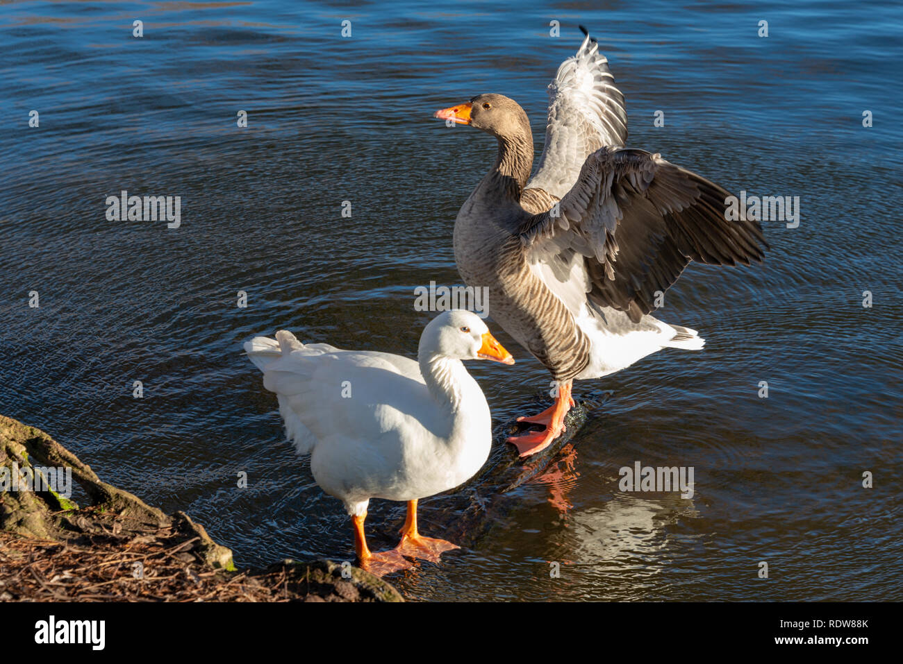 Goose angel wing hi-res stock photography and images - Alamy