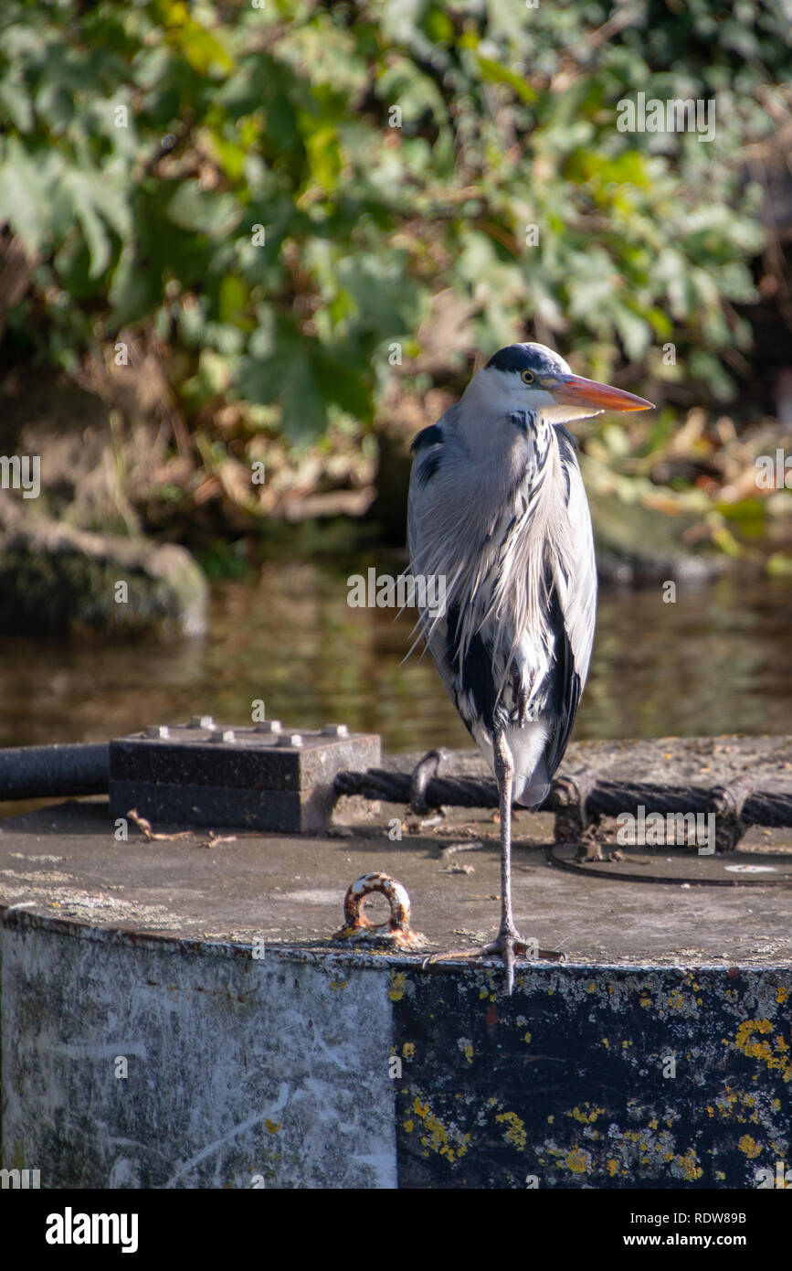 Grey Heron Standing On One Leg High Resolution Stock Photography and ...