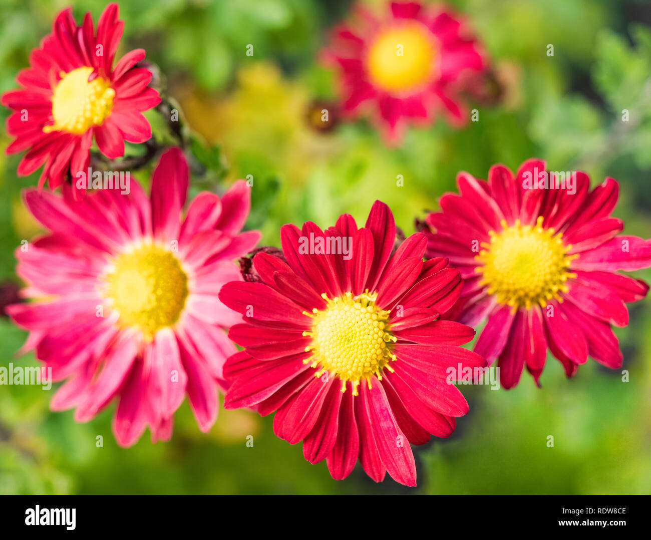 Red gerbera daisy flowers in garden Stock Photo - Alamy