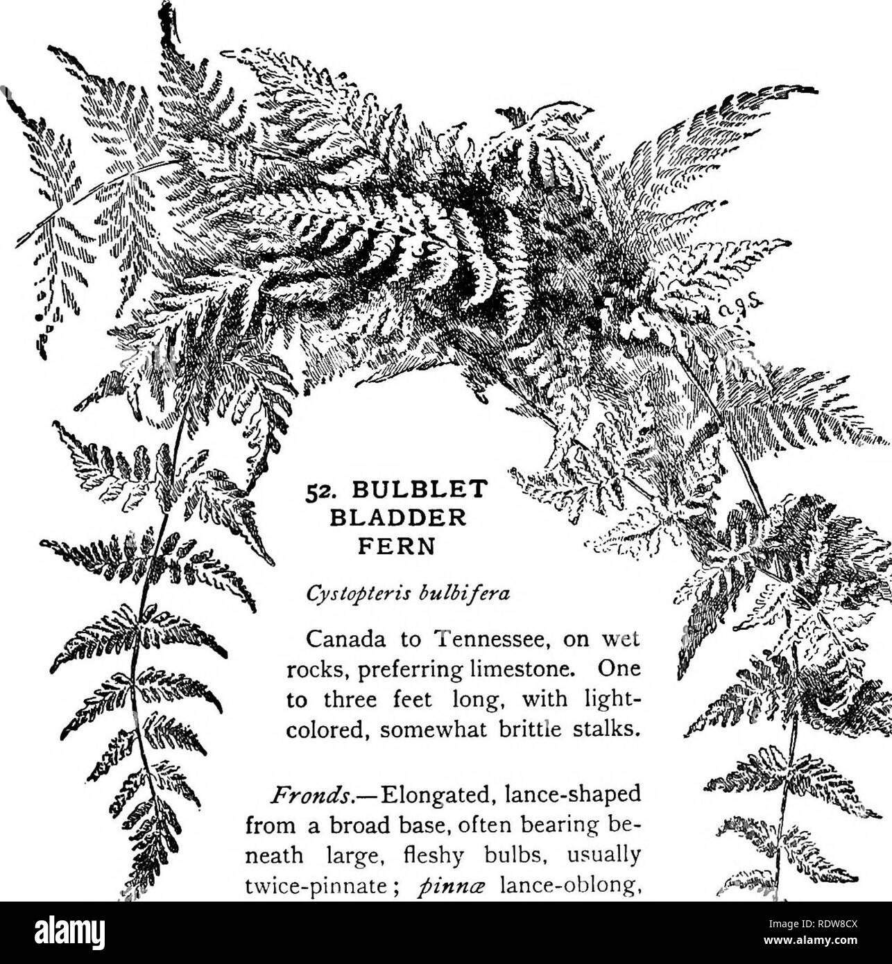 Twice bearing fruit Black and White Stock Photos & Images - Alamy