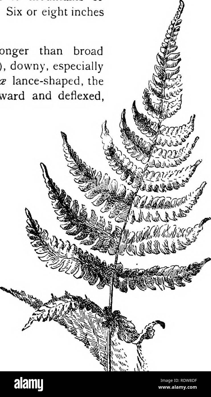. How to know the ferns; a guide to the names, haunts and habits of our ...