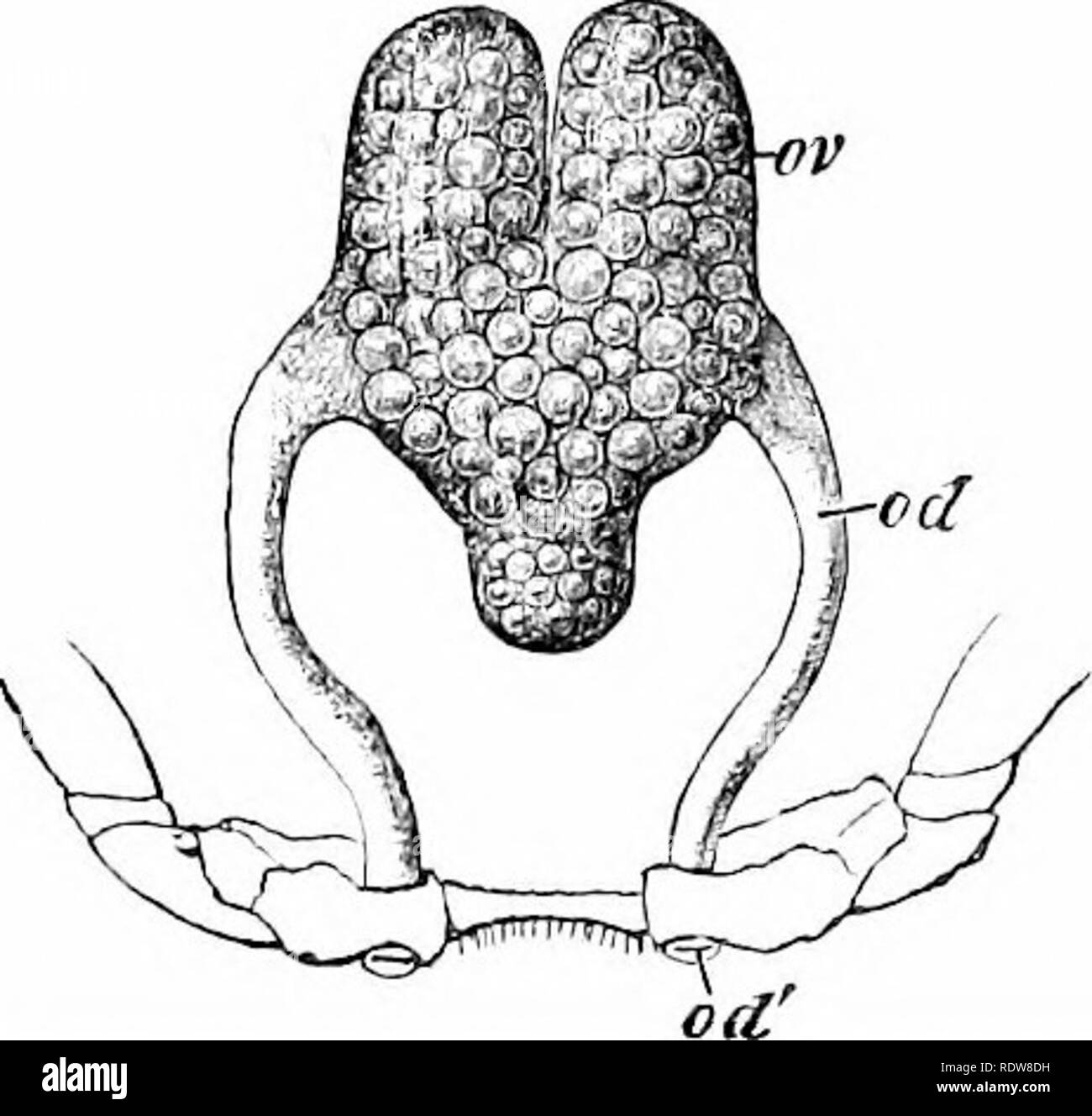 . An introduction to the study of zoology : by T. H. Huxley, F. R. S ...