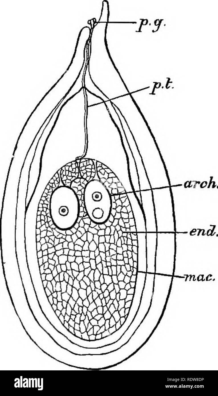 . An introduction to vegetable physiology. Plant physiology ...