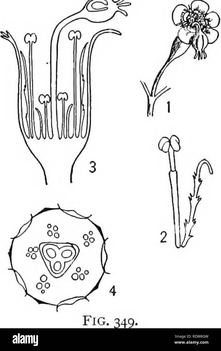 King juba euphorbia Black and White Stock Photos & Images - Alamy