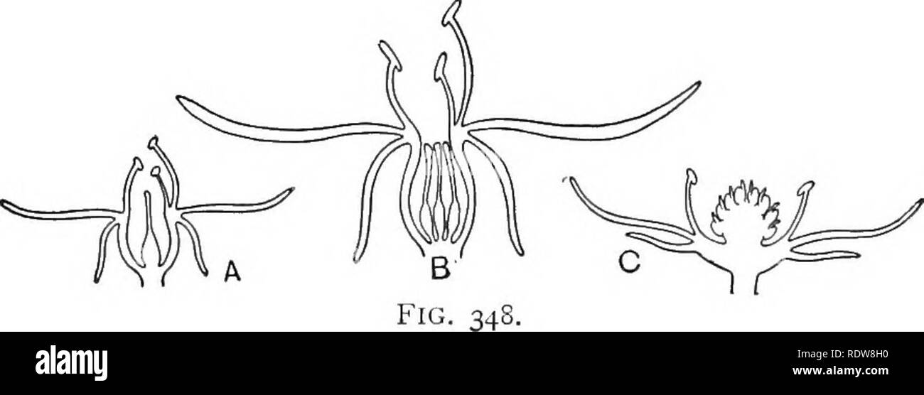 Rosacea family hi-res stock photography and images - Alamy
