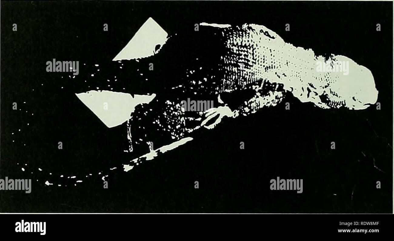 . Ecuadorian lizards of the genus Stenocercus (Squamata: Tropiduridae ...