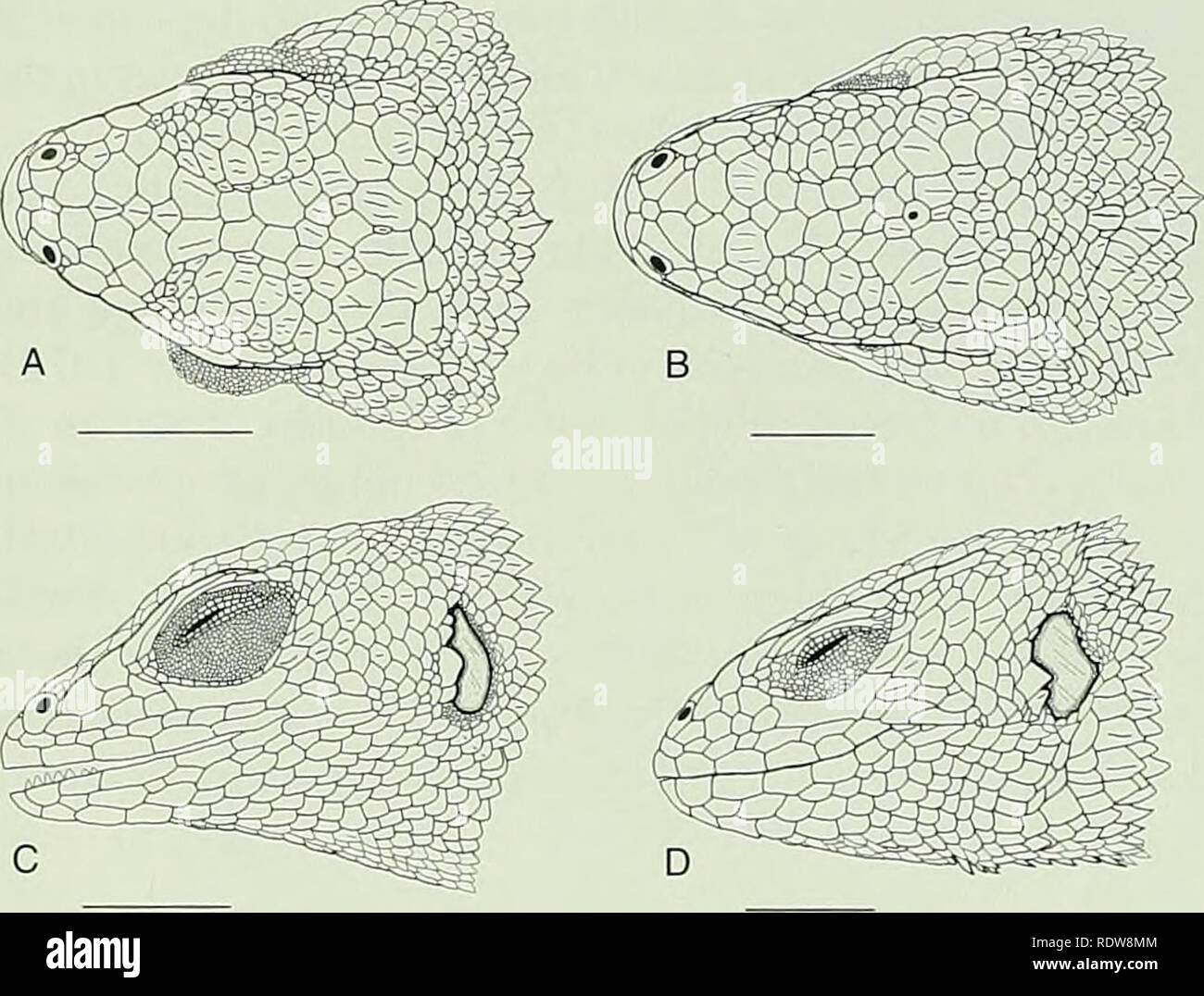 . Ecuadorian lizards of the genus Stenocercus (Squamata: Tropiduridae ...