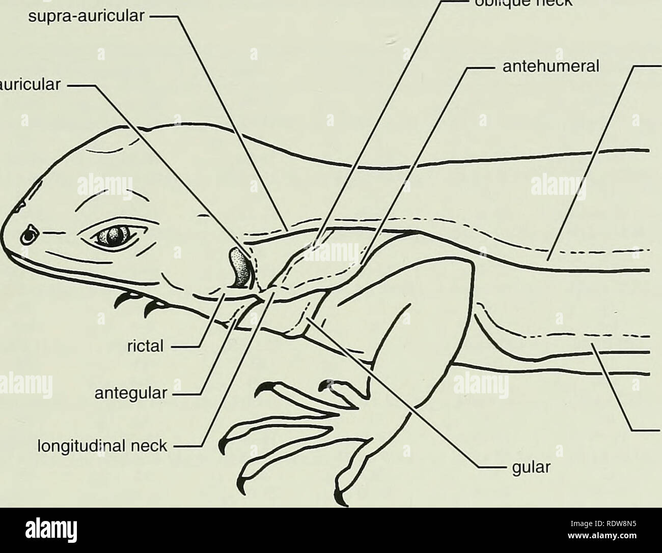 Lizard External Anatomy