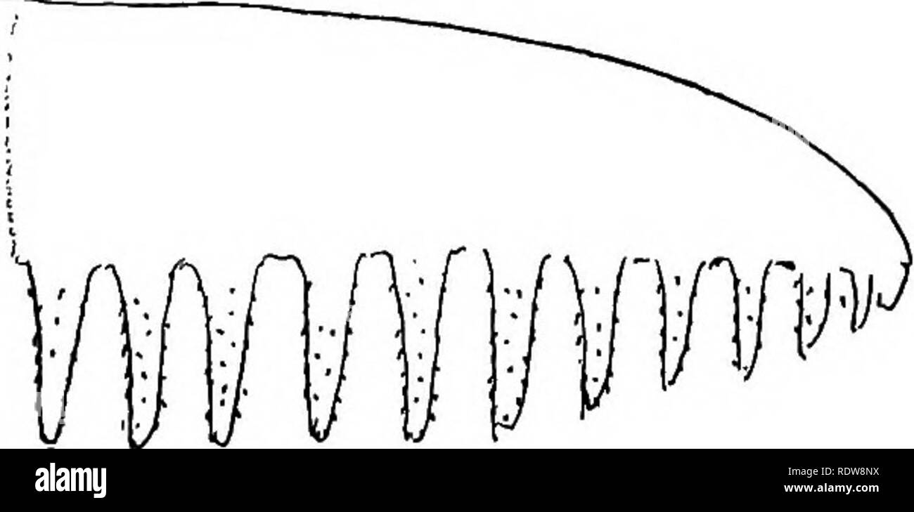 Soft drooping Black and White Stock Photos & Images - Alamy