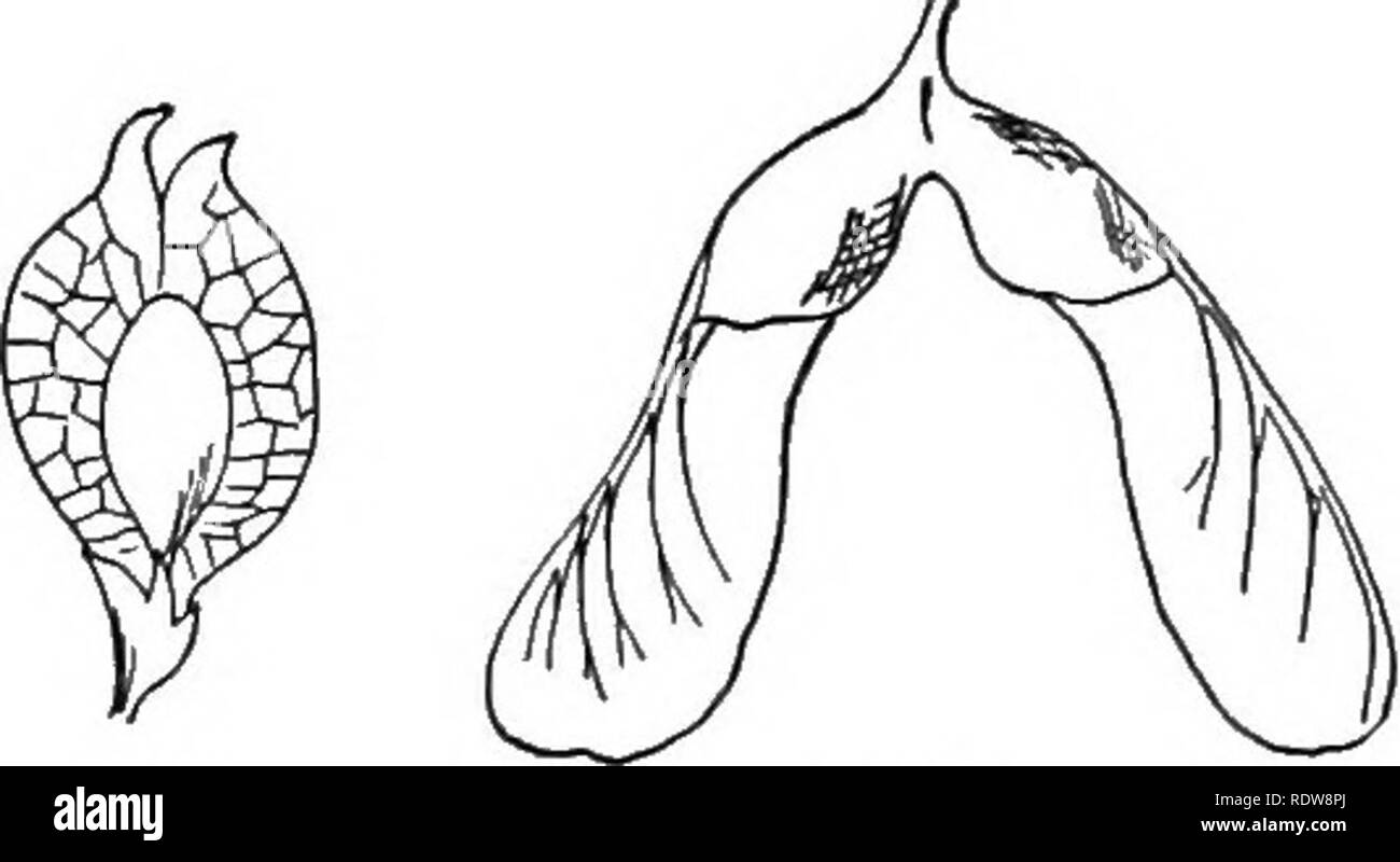 Double samara Black and White Stock Photos & Images - Alamy