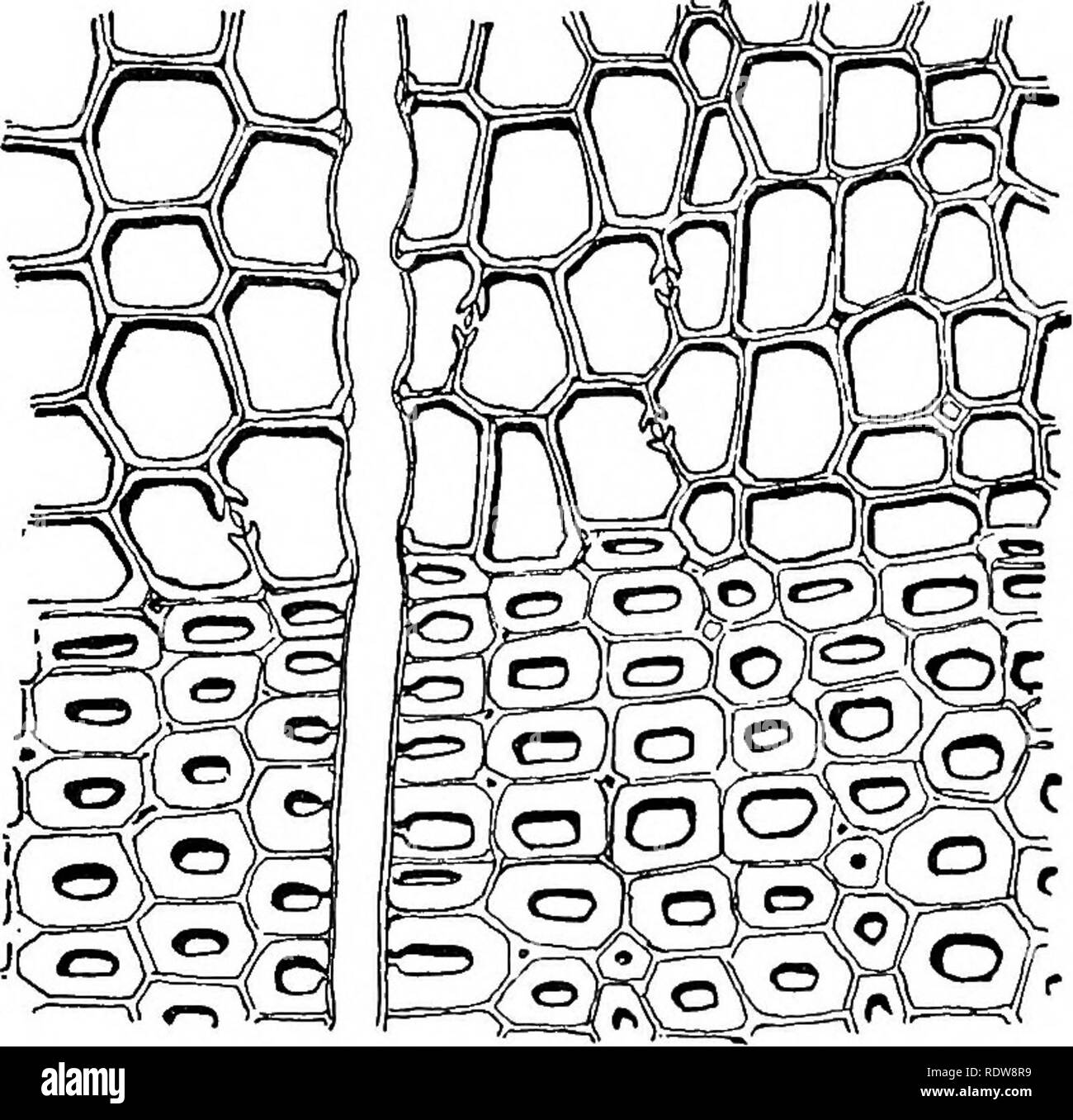 Plant Cells Microscope Black and White Stock Photos & Images - Alamy