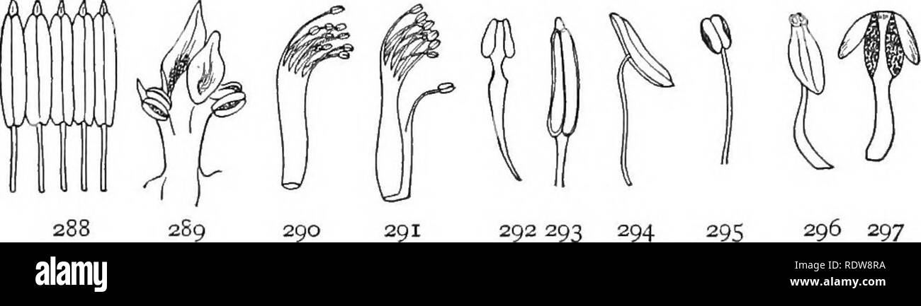 Involute petals hi-res stock photography and images - Alamy