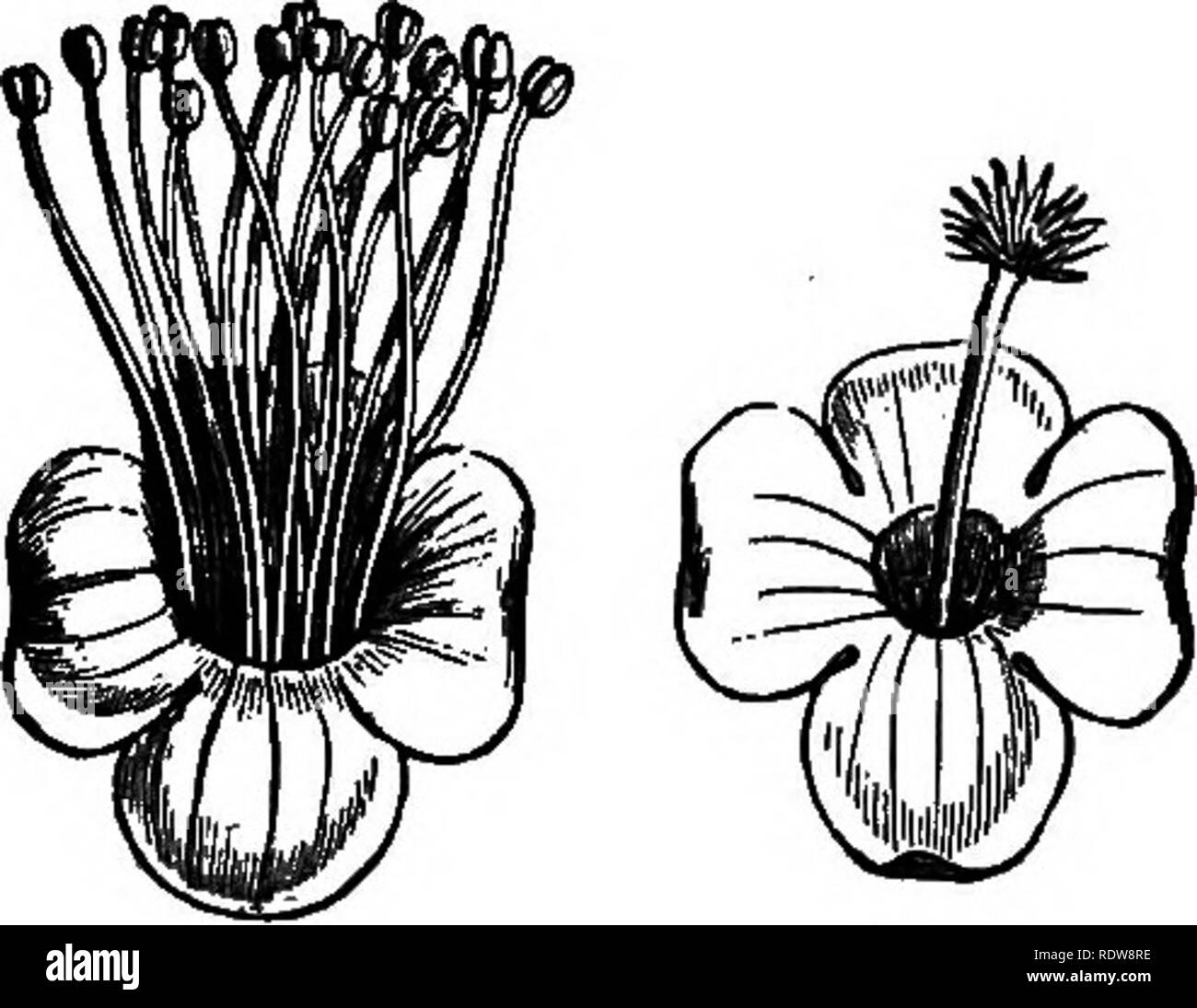 Spike roses Black and White Stock Photos & Images - Alamy