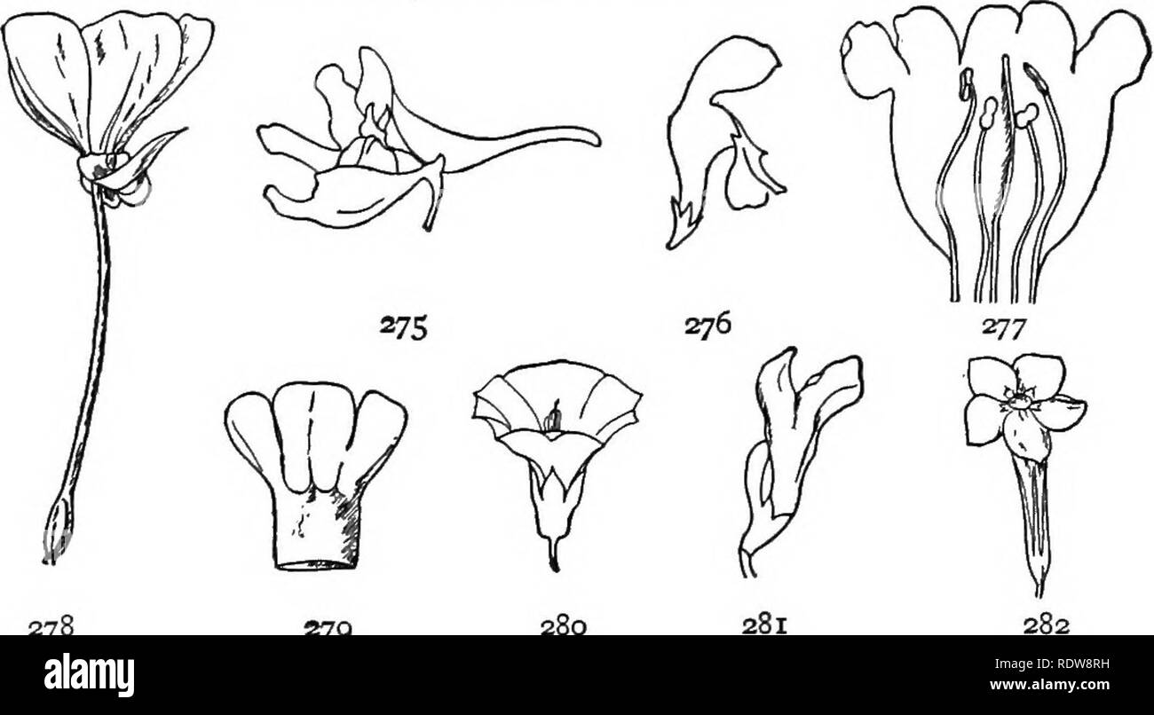 . Introduction to botany. Botany. 269 270 271 272 273 274 269, trumpet ...